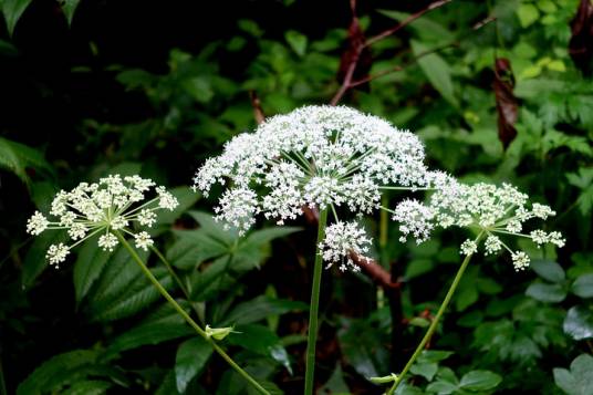亮蛇床属_百度百科