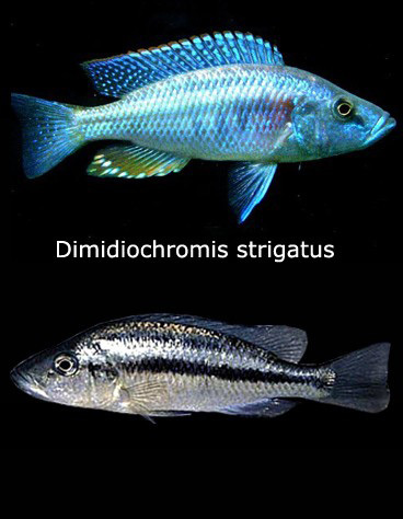 Dimidiochromis strigatus_百度百科