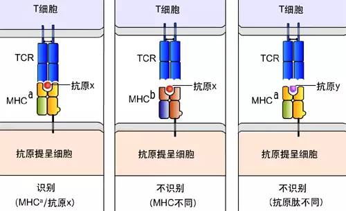 HLA与MHC之间是什么关系？_百科TA说