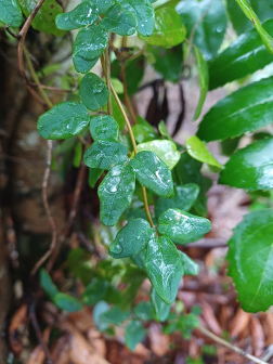 Boquila trifoliolata_百度百科