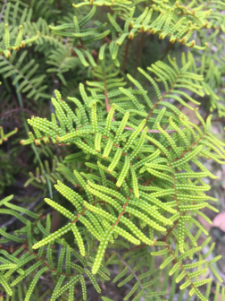 Gleichenia alpina_百度百科