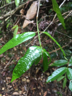 Spachea membranacea_百度百科