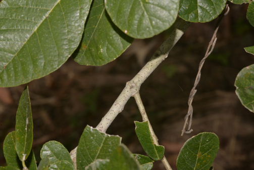 Ficus scobina_百度百科