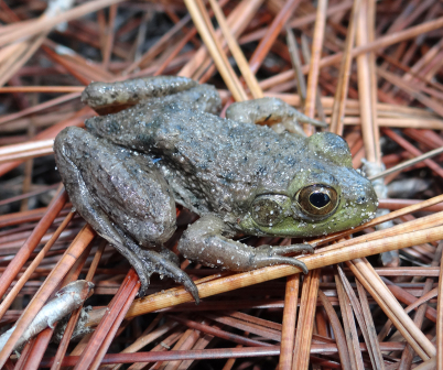 美洲牛蛙_百度百科