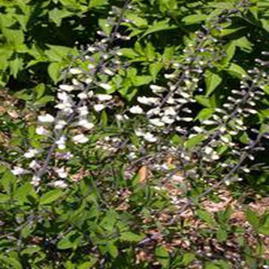 Baptisia alba_百度百科