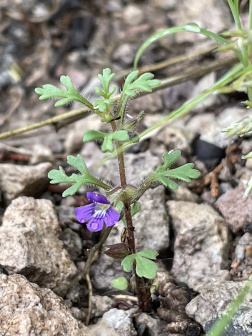 Schistophragma intermedium_百度百科