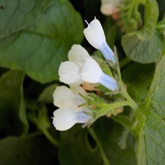 Symphytum 'Goldsmith'_百度百科