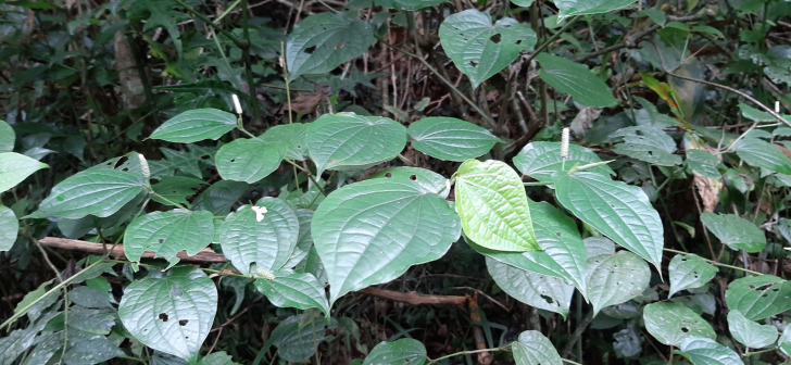 Piper capense_百度百科