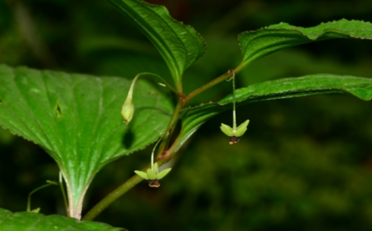 金刚大（百部科金刚大属植物）_百度百科