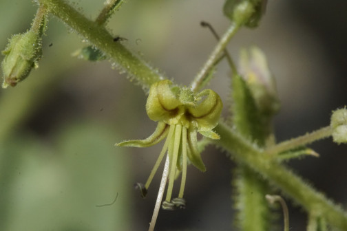 Cleome droserifolia_百度百科