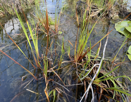 Xyris panacea_百度百科