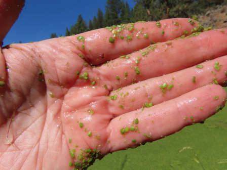 Wolffia borealis_百度百科