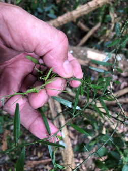 Citrus australis_百度百科