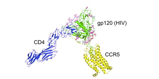 多面CCR5：HIV进入细胞的门把手，中风康复的绊脚石_百科TA说