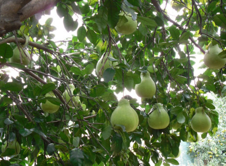 柚子树_百度百科