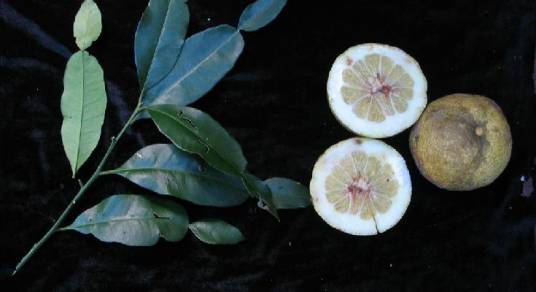 红河橙_百度百科