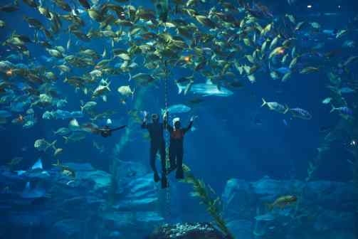 济州AquaPlanet_百度百科