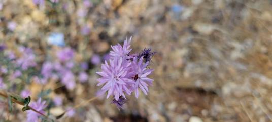Lessingia leptoclada_百度百科