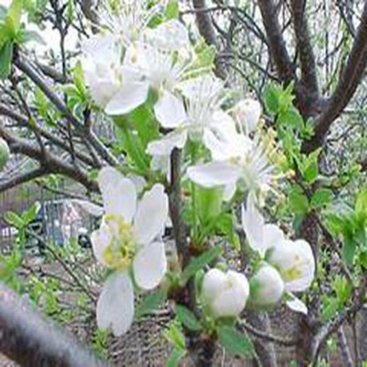 Prunus domestica 'Johnson' STARKING DELICIOUS_百度百科