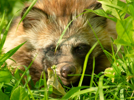 貉（犬科貉属动物）_百度百科