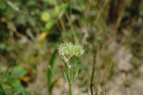 Orlaya daucoides_百度百科