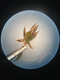 Juncus confusus_百度百科