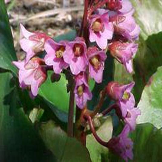 Bergenia cordifolia_百度百科