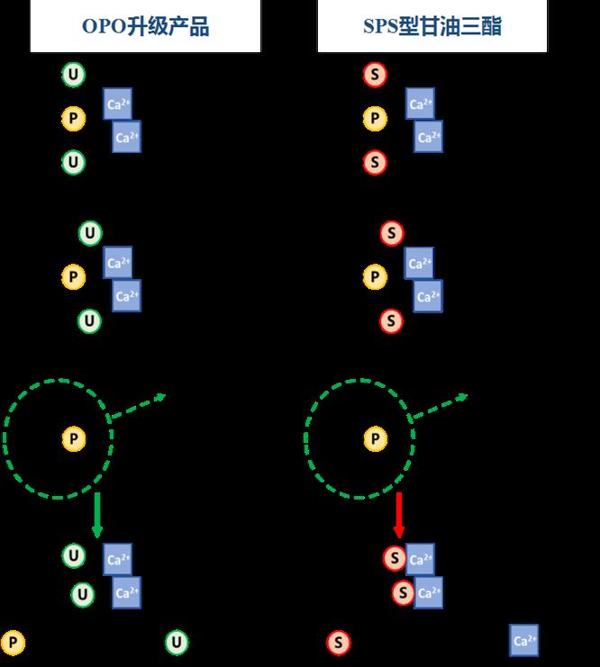 MLCT结构脂+新型OPO实现母乳结构脂精准模拟_百科TA说