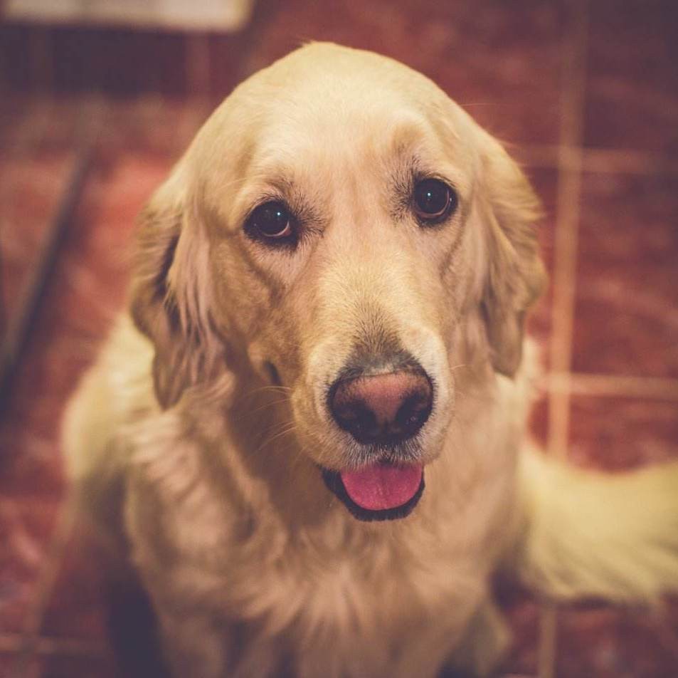 松狮犬_百度百科