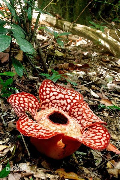 莱佛士花_百度百科