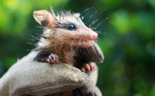 负鼠目_百度百科