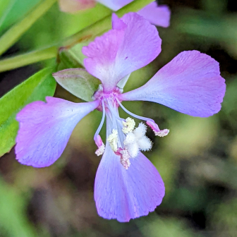 Clarkia delicata_百度百科