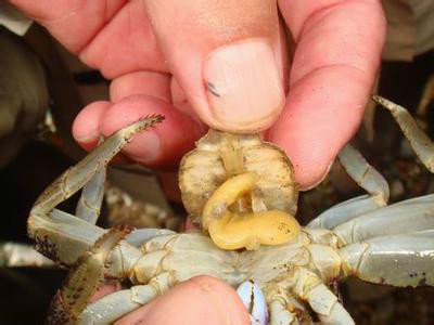 颚足纲_百度百科