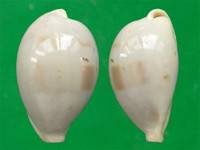 安吉宝螺_百度百科