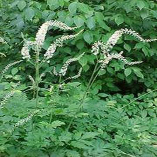 Actaea racemosa_百度百科