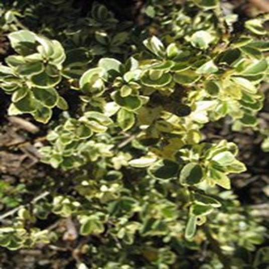 Ilex crenata 'Shiro-fukurin'_百度百科