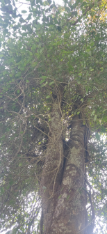 Ficus sinuata_百度百科