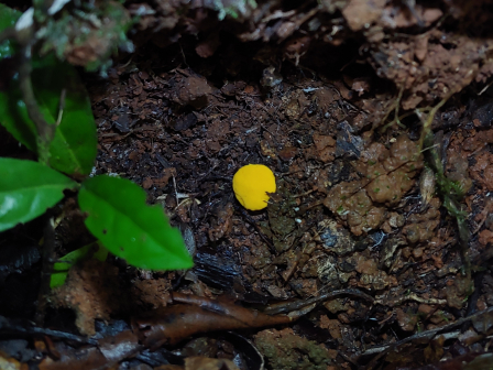 黄小孢盘菌_百度百科