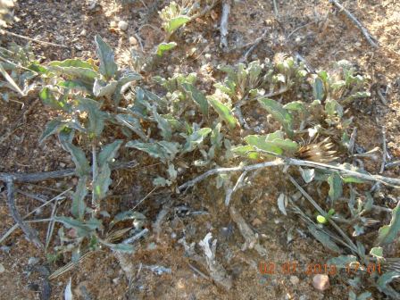 Dicoma capensis_百度百科