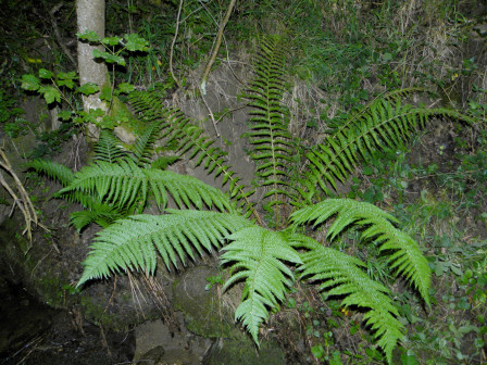 Dryopteris × complexa_百度百科