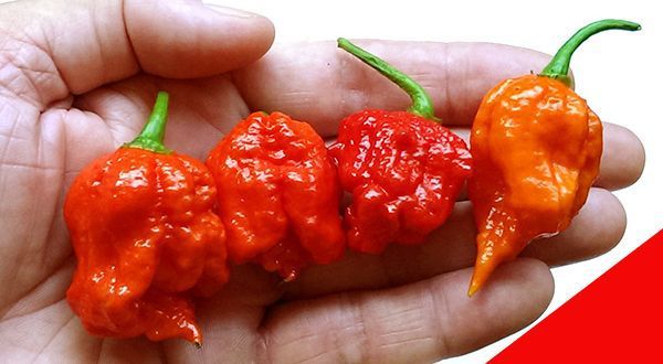 无限辣椒_百度百科