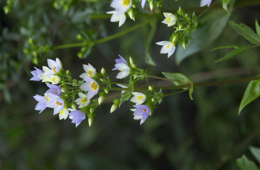 Exacum divaricatum_百度百科