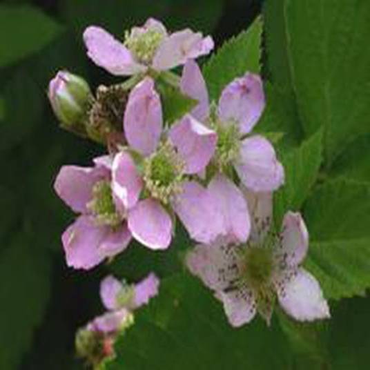 Rubus fruticosus 'Chester'_百度百科