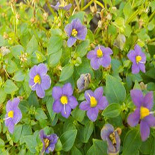 Exacum affine_百度百科