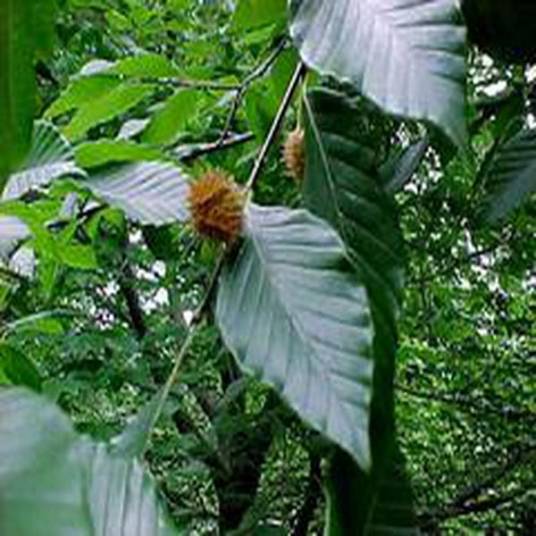 Fagus grandifolia_百度百科