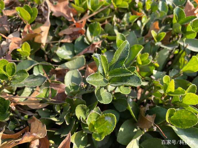 iPhone 12 mini主摄对比华为Mate40 Pro_百科TA说