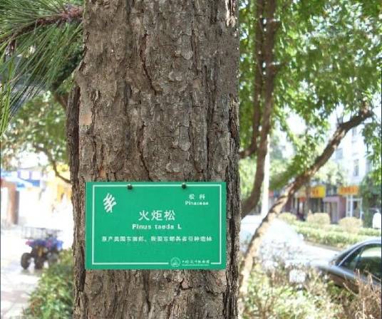 火炬松种源NC02_百度百科