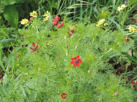 Adonis annua_百度百科