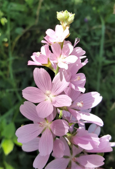 Sidalcea campestris_百度百科