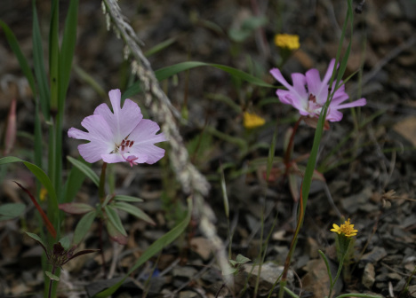 Clarkia breweri_百度百科